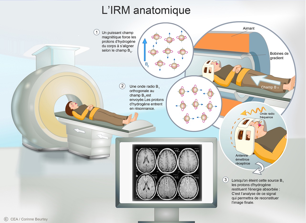 Découvrir & Comprendre - L'imagerie médicale